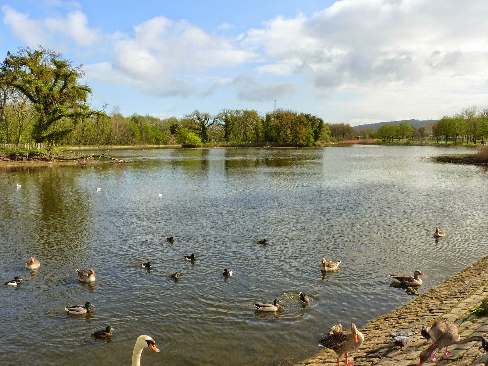 Birding For Pleasure: Bird Group Visit Victoria Park, Belfast