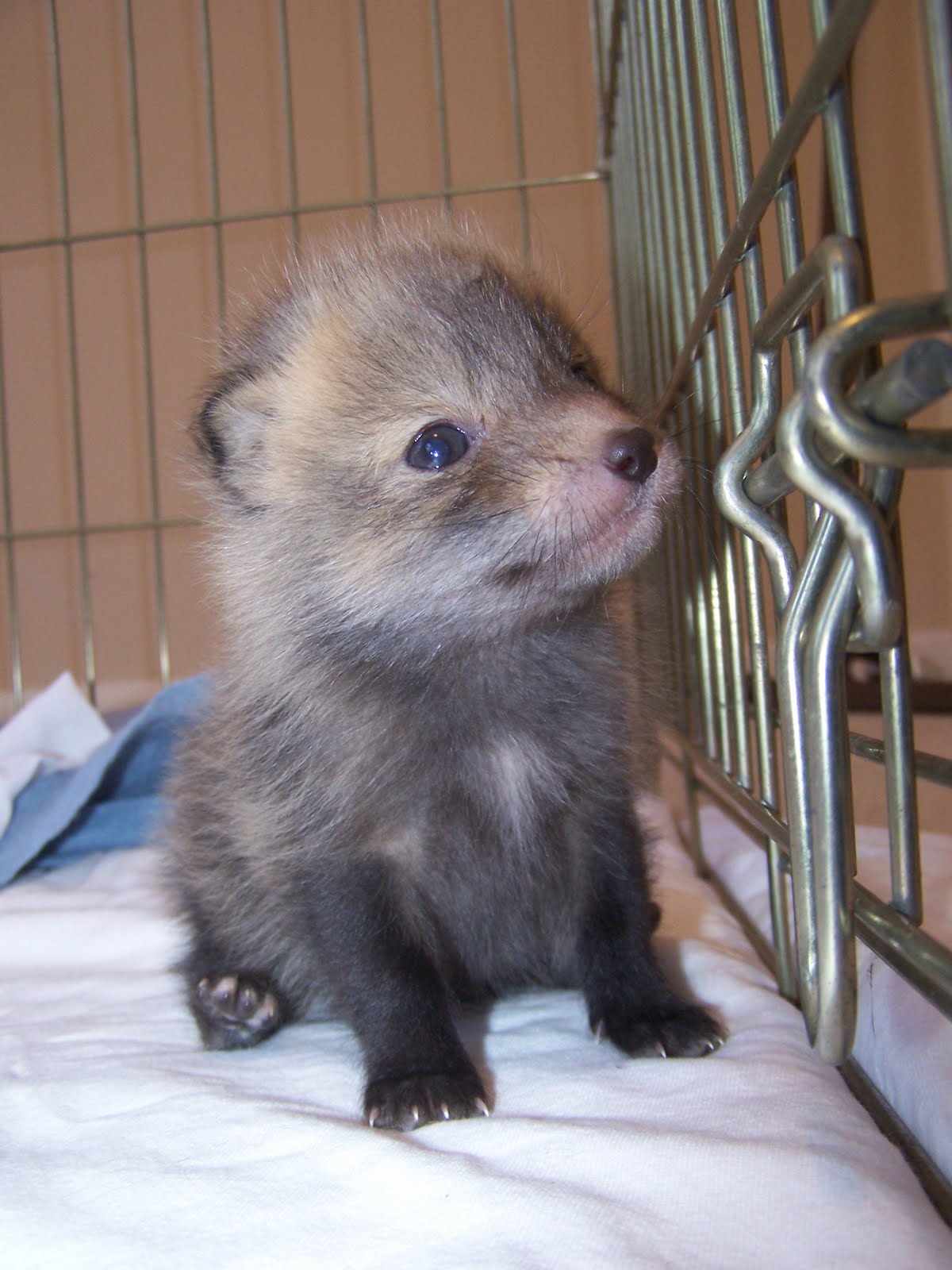 The Laughing Raccoon: Red fox kits rescued.