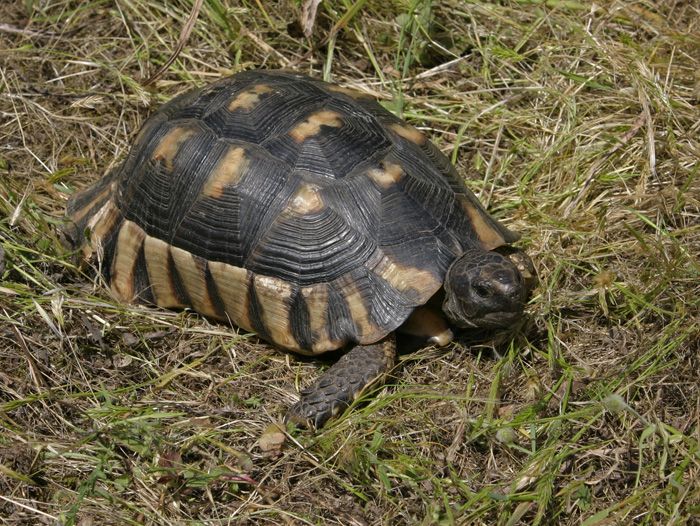 THE GRANDMA'S LOGBOOK ---: SARDÌNNIA: WESTERN HERMANN'S TORTOISES HOME
