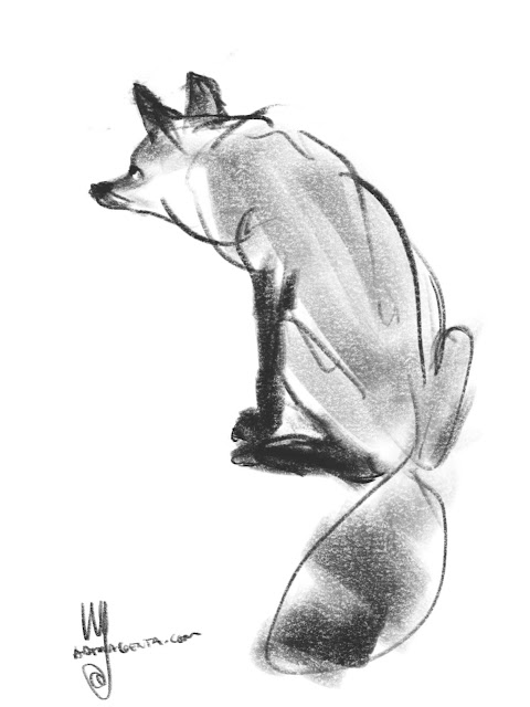 Gesture Drawings: Fox sketch