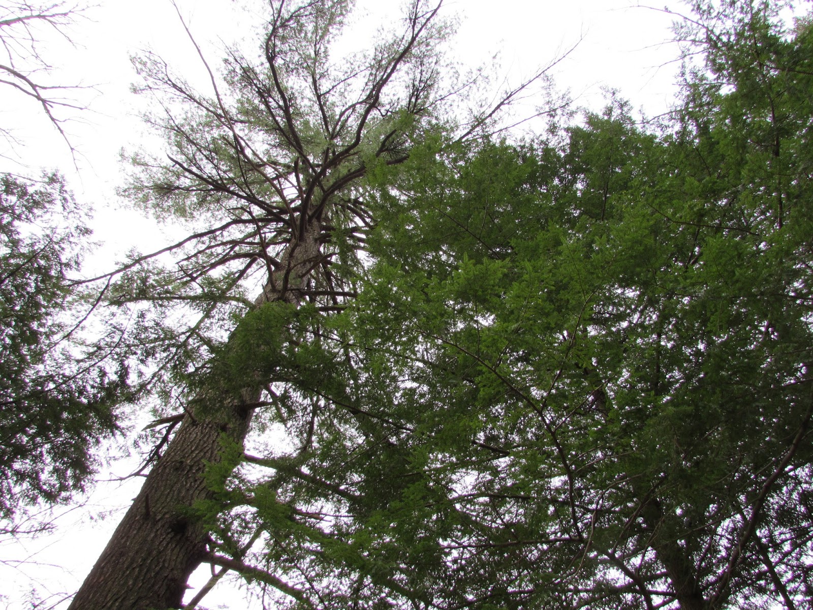 Cook Forest State Park: Tranquil Old Growth Forest, the Clarion River ...