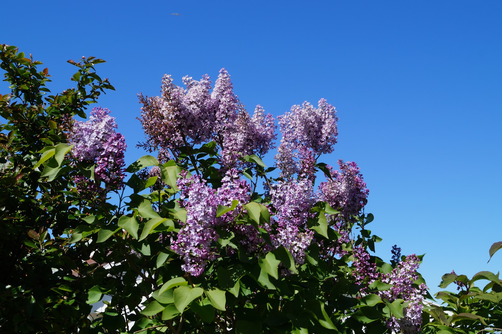 Lillians hage: Syriner som hekk og leplanting