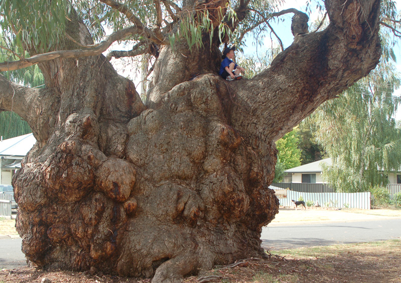 Cumquats & Quinces: Wordless Wednesday :: The Butt Butt Tree