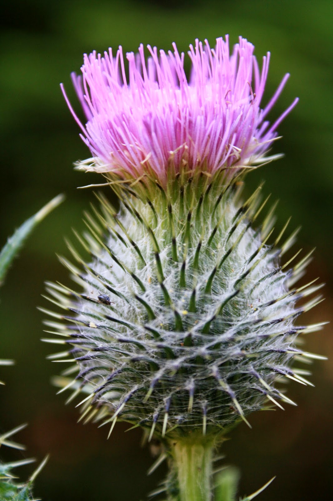 MIN NATUR: Tistel - en vacker blomma