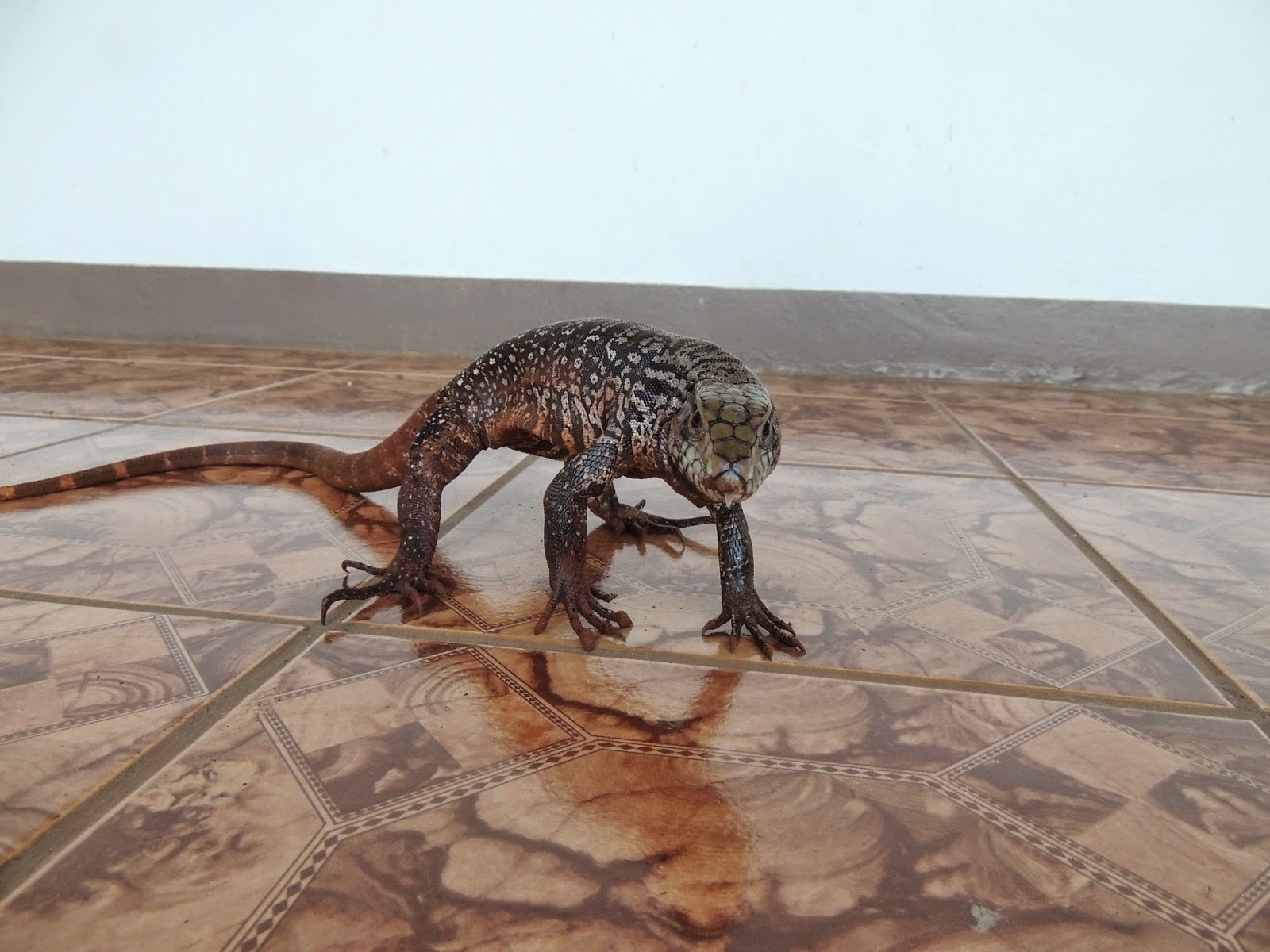 Amanda no País das Maravilhas: Salvator merianae (Lagarto teiú)