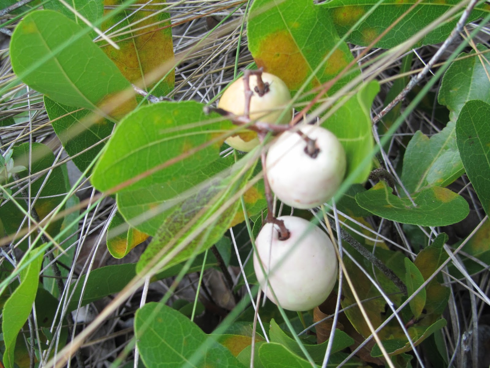 Nature Is Real: Julington-Durbin Preserve