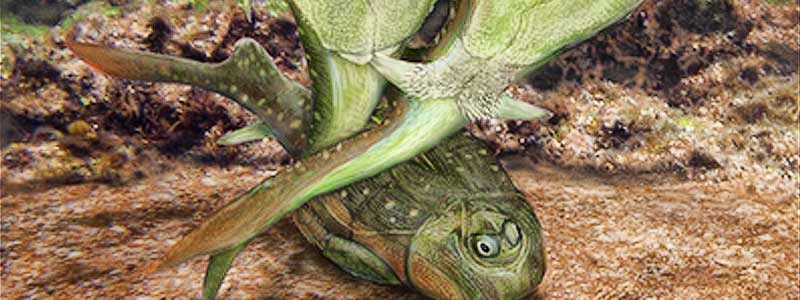 Fossil Adventure: "Microbrachius" el copulador blindado.