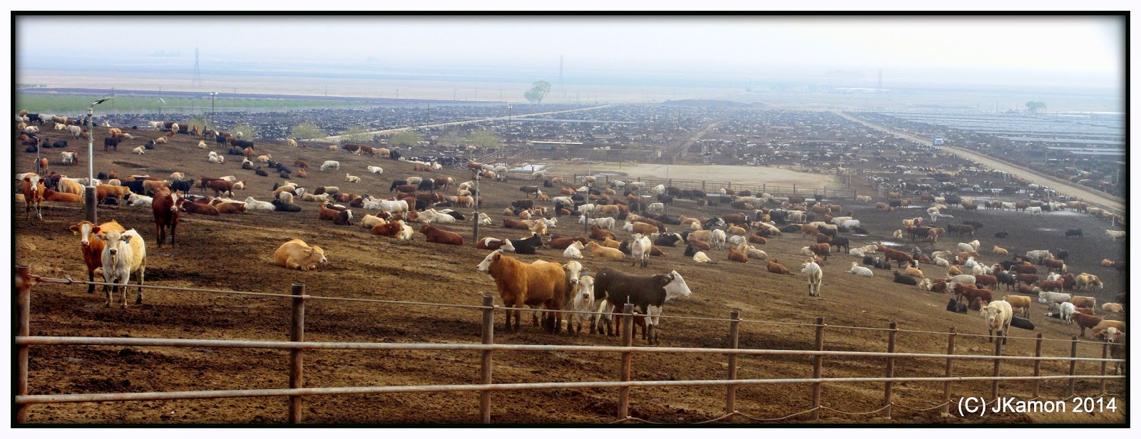 Joe's Baja Odyssey: California Cattle