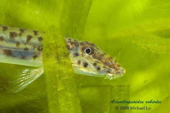 The rainforests of Borneo & Southeast Asia: Horse-faced loach ...