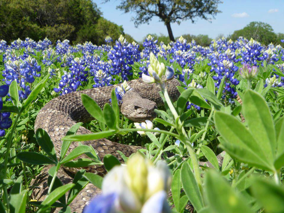 1963 Eastern Hills High School EHHS Highlanders: Quintessential Texas ...