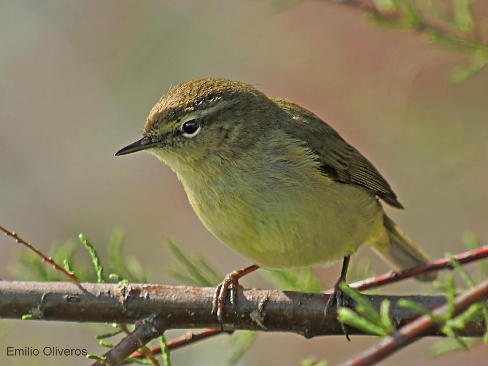 HEGAZTIKLIK: MOSQUITERO COMÚN (Phylloscopus collybita)