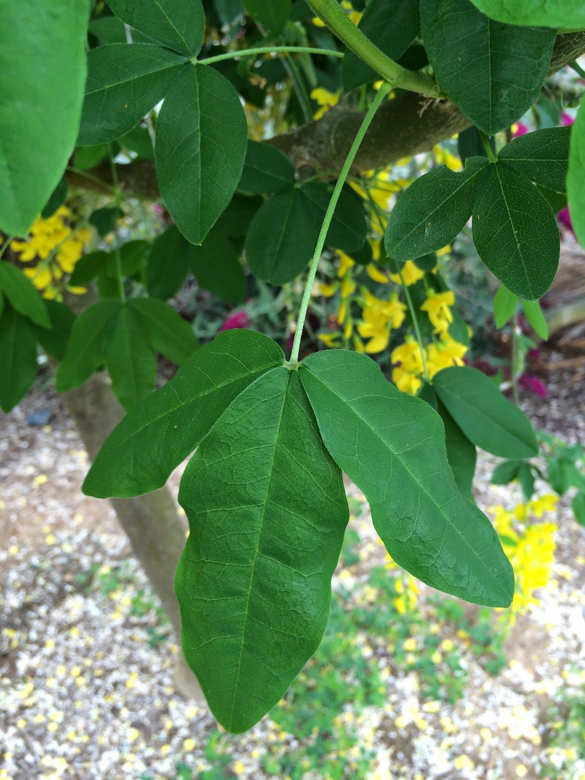 Trees of Santa Cruz County: Laburnum x watereri - Golden Chain Tree