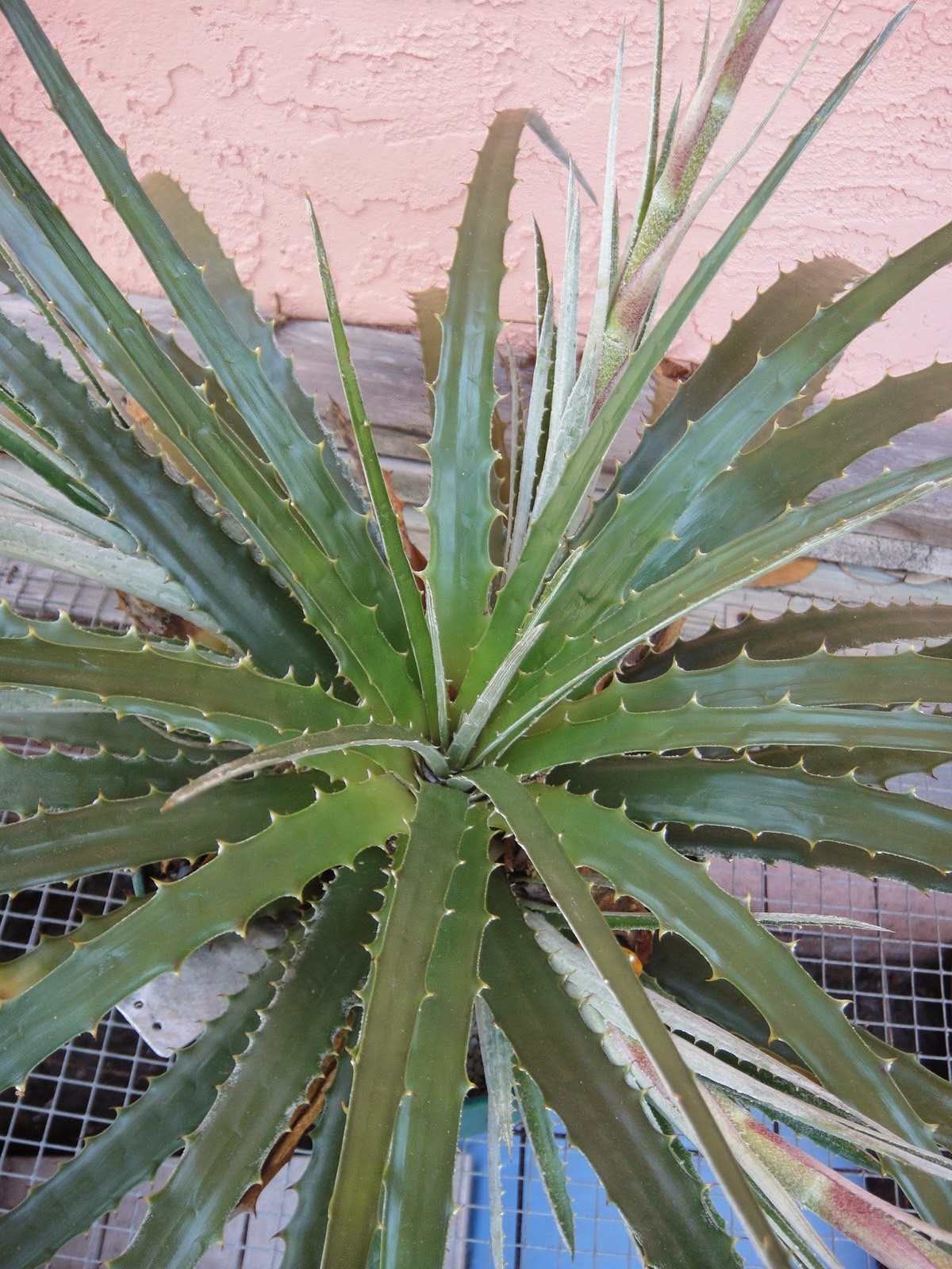 Succulent Bromeliads and others : A word about Hechtia's