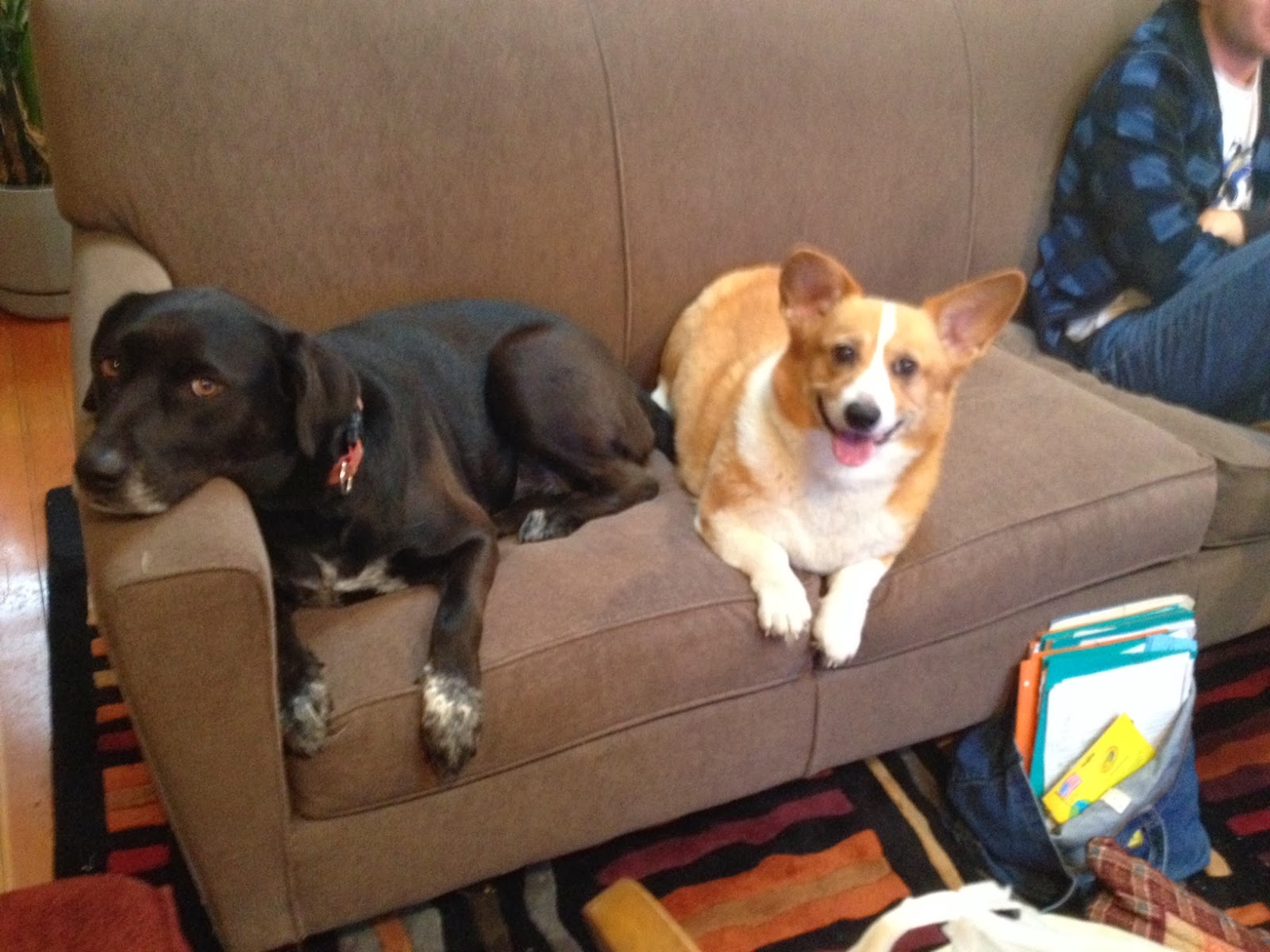 Gabi the Dog Has a Blog!: Find out what dogs do when they have a play date