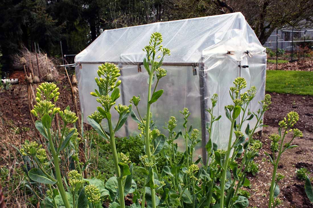 Judy Wise: More Spring, More Busting Out