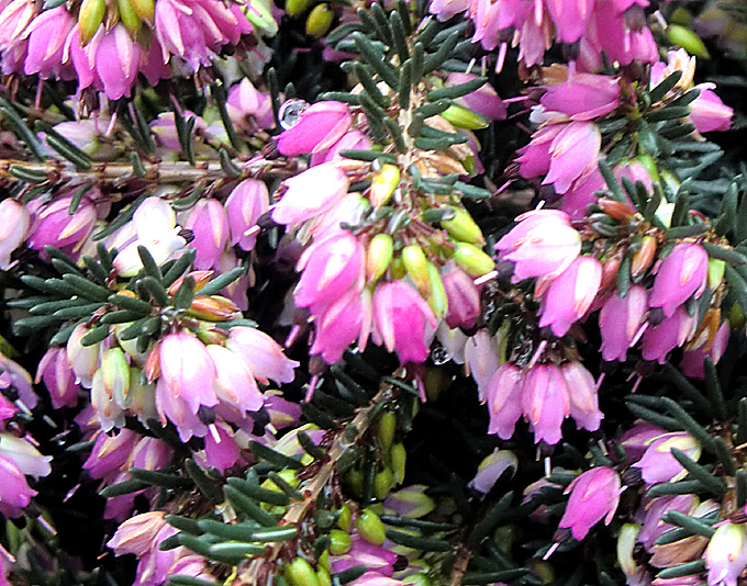 Hortus Italicus: Erica x darleyensis Bean 1914