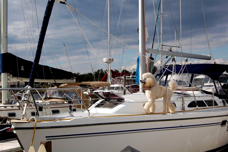 Huxtable The Poodle | Toy Poodle Blog | Parti Poodle: The Sailor: Sable ...