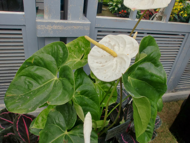 60歳で無職の優雅な日々: アンスリウム・アンドレアナム・アクロポリス Anthurium andraeanum 'Acropolis'