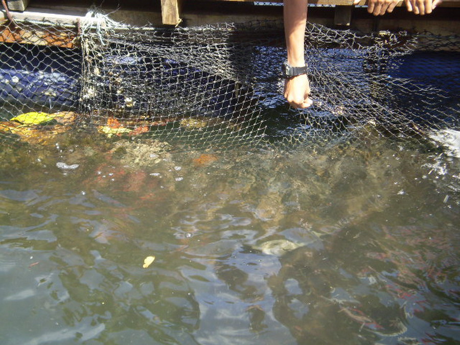 Langkawi Travel & Tour rz_travel Travel : MANGROVE SUNGAI KILIM