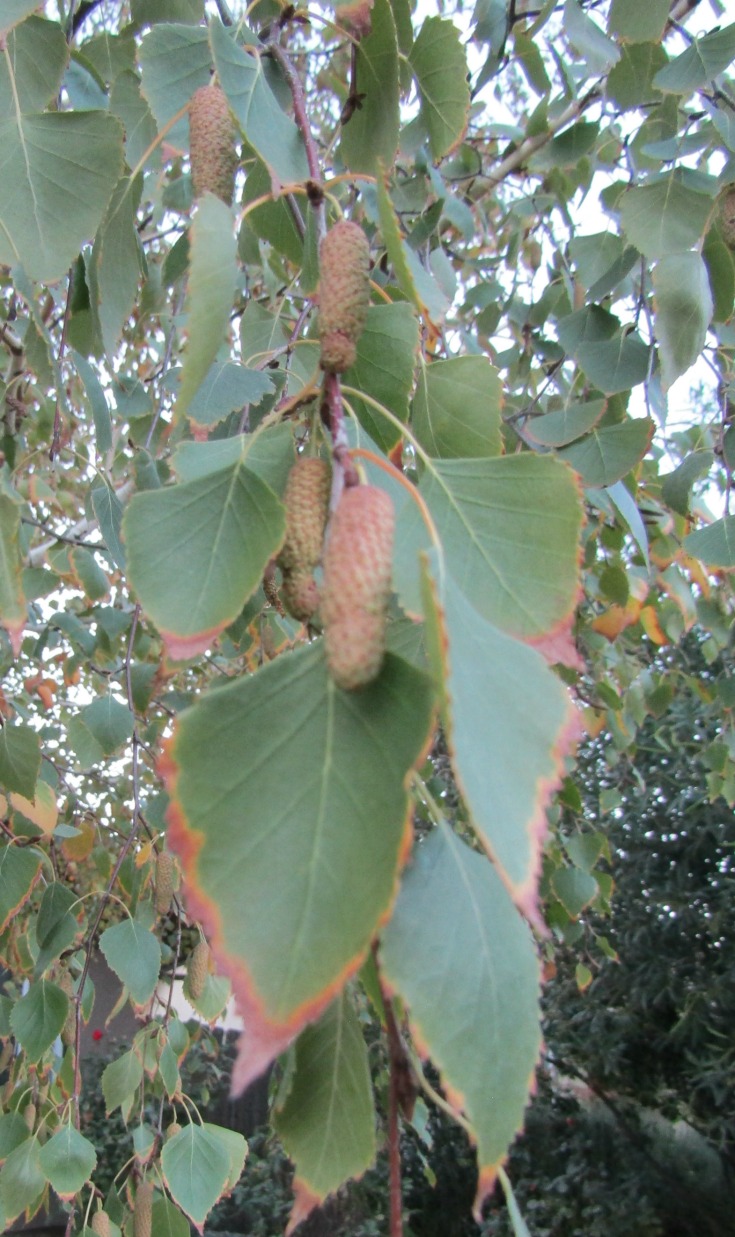 Paso Robles in Photos: Birch Trees Bear Fruit