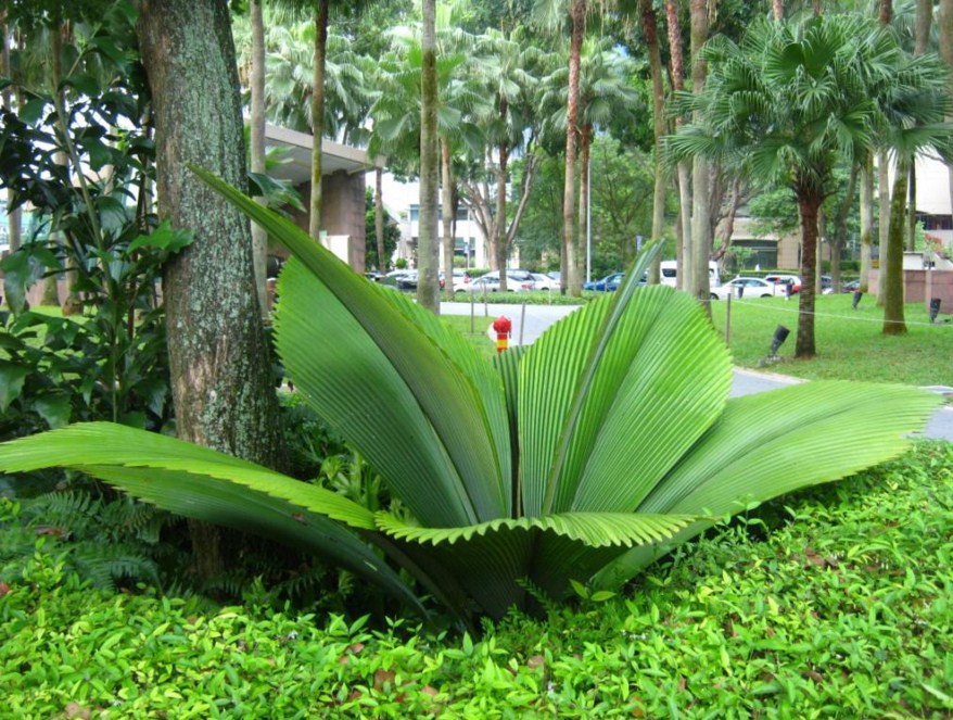 INDONESIA ku: Daun Sang / Daun Payung