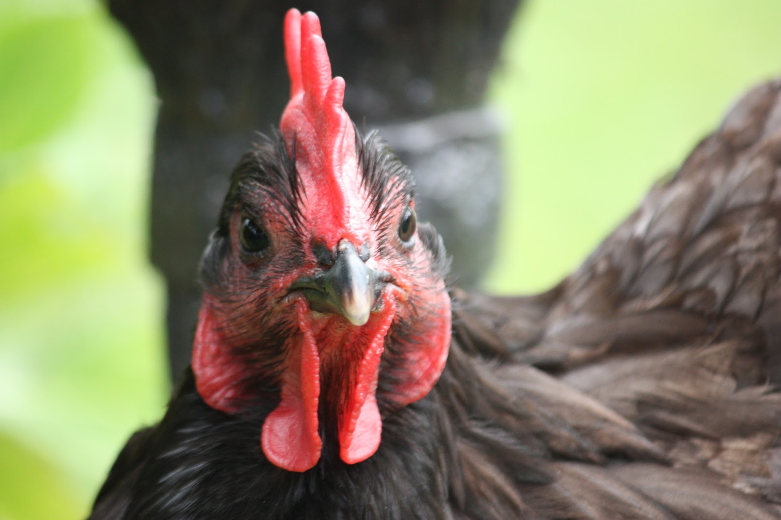 The Lynmouth Chooks: Scaly Leg Mite Treatment - Update