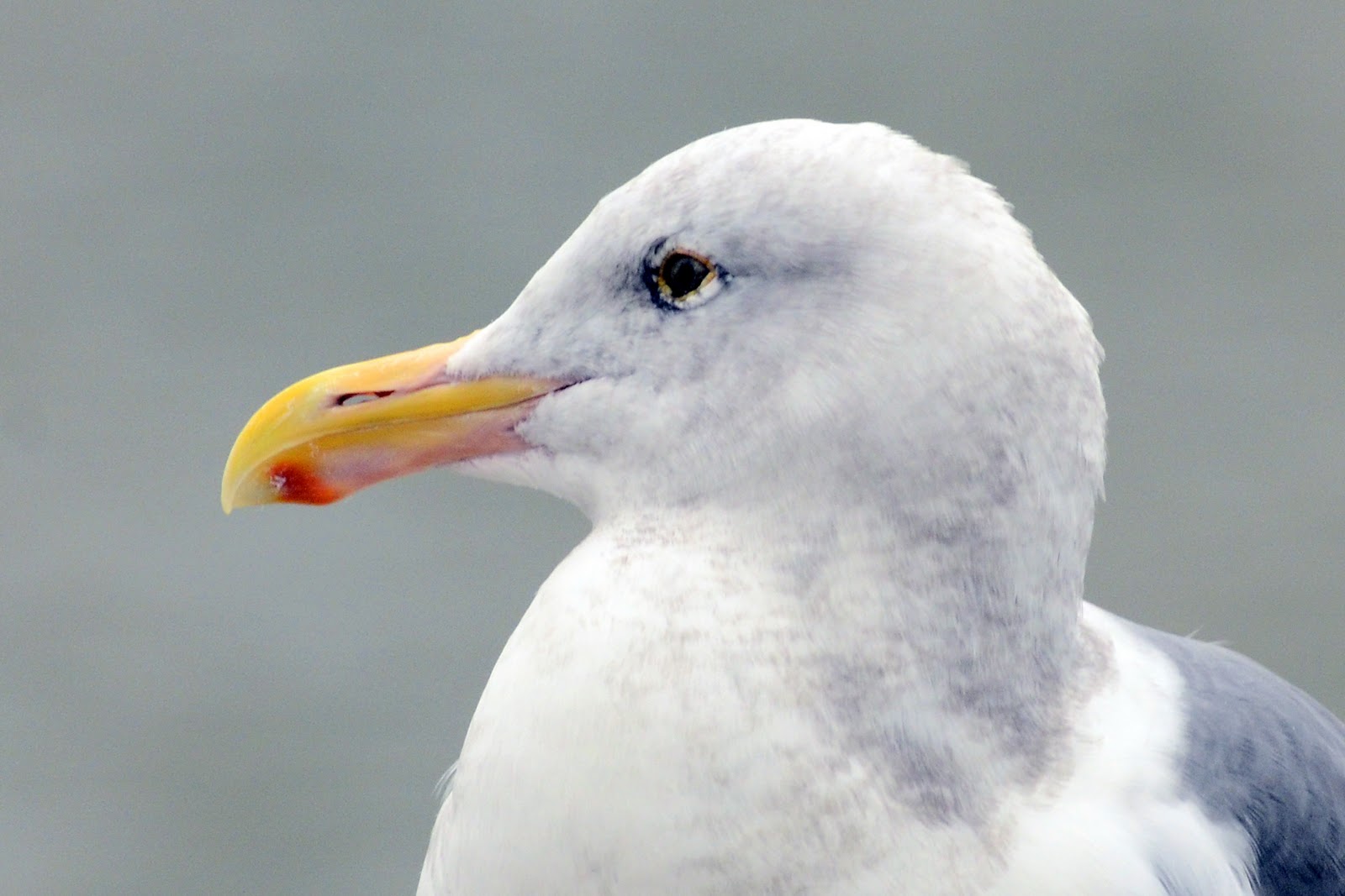 The Nature of Framingham: California Gulls