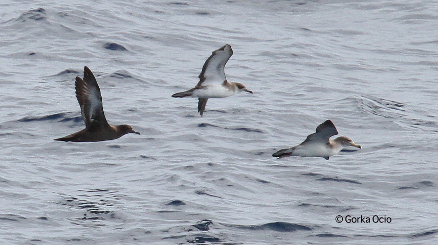 El blog de Gorka Ocio: PARDELAS DE CABO VERDE (Calonectris edwardsii ...