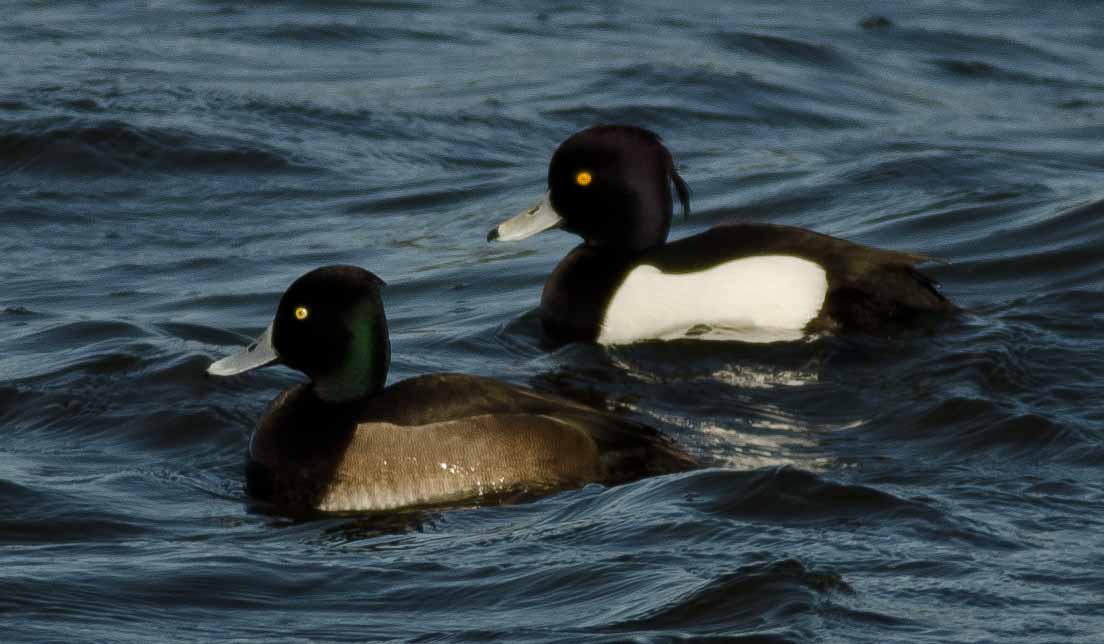Glamorgan Rarities Committee: Wing pattern of Lesser Scaup and Scaup x ...