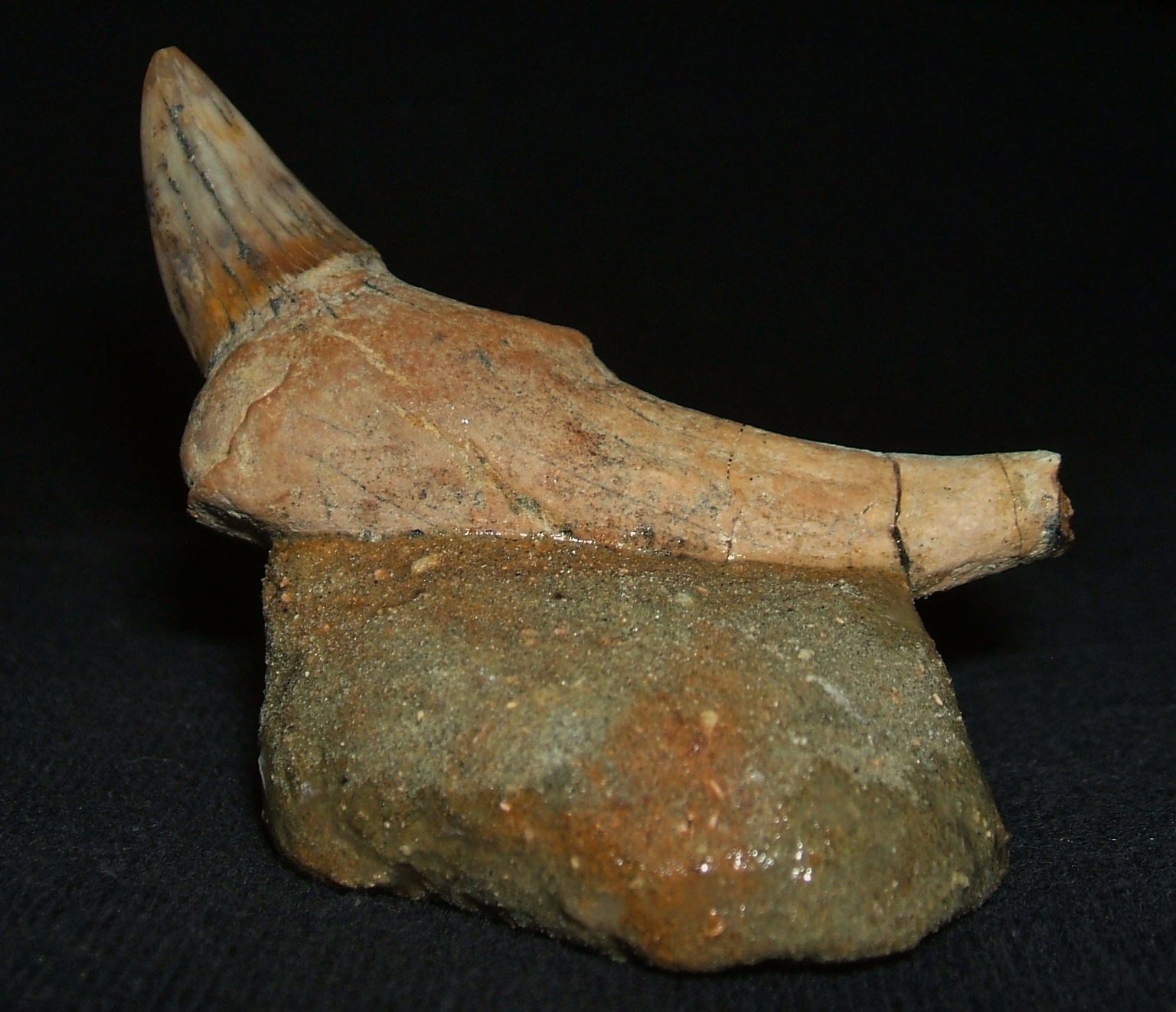 The Coastal Paleontologist: "No, you don't have a Prosqualodon tooth ...