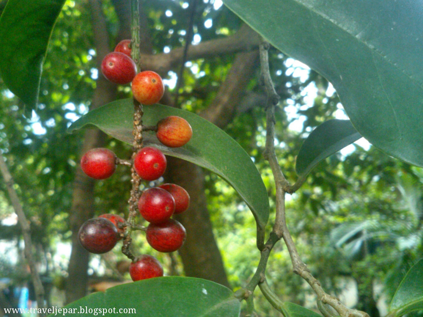 Bignay Farmland | Valenzuela City