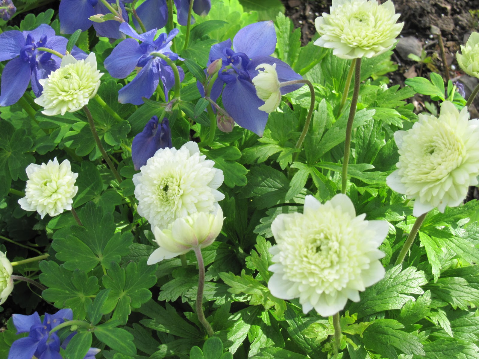 primulas hage: Hvite blomster X-faktor: HVIT