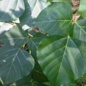 Khasiat Dadap Serep Bagi Kesehatan | BERBAGI INFO : Tips Trik & Pengetahuan