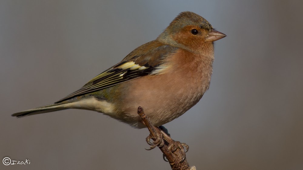 Nosoloaves - Aves del mundo (Birds of the world): Pinzon vulgar ...