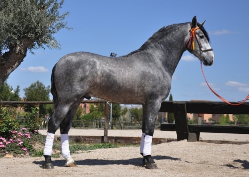 El Mundo del Caballo: ¿Conoces el PRE?