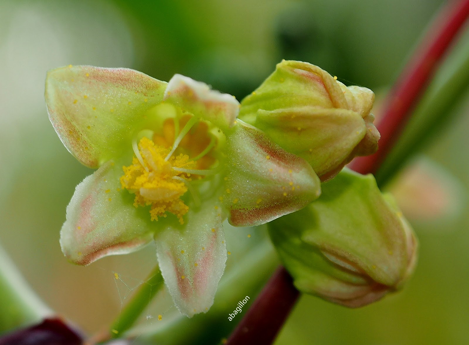Pure Oxygen Generators: Hi Cassava!