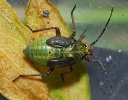 Zaštita bilja u ratarstvu: Štetočine soje