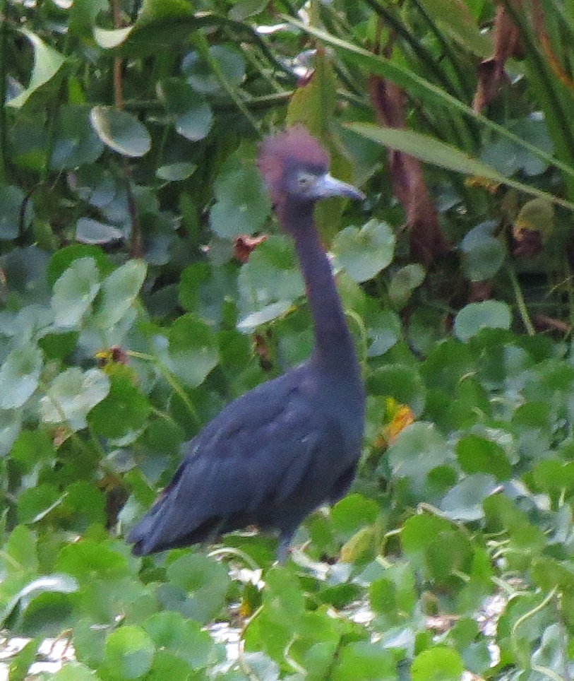 " Welcome to Lavender Dreams ": The dusky blue coo coo bird