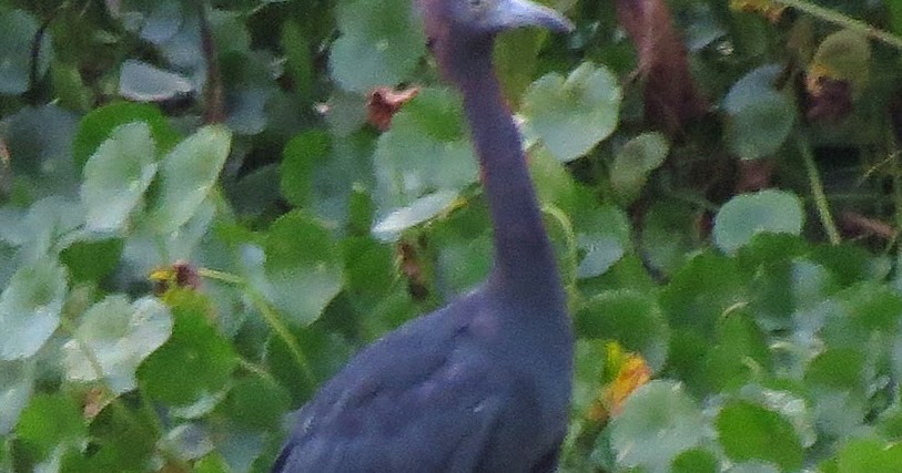 " Welcome to Lavender Dreams ": The dusky blue coo coo bird
