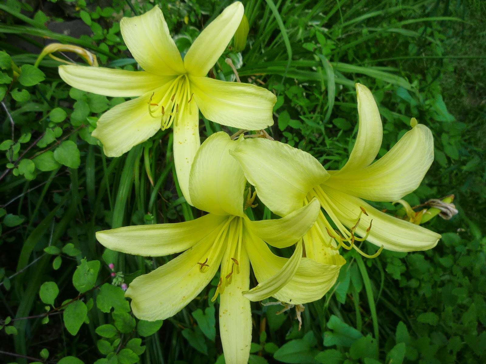 Vermont backyard flowers Aug 2014 | Litter with a Story To Tell
