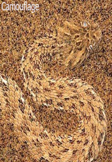 Snakes Names, Meaning and Pictures | Snakes Vocabulary | Necessary ...