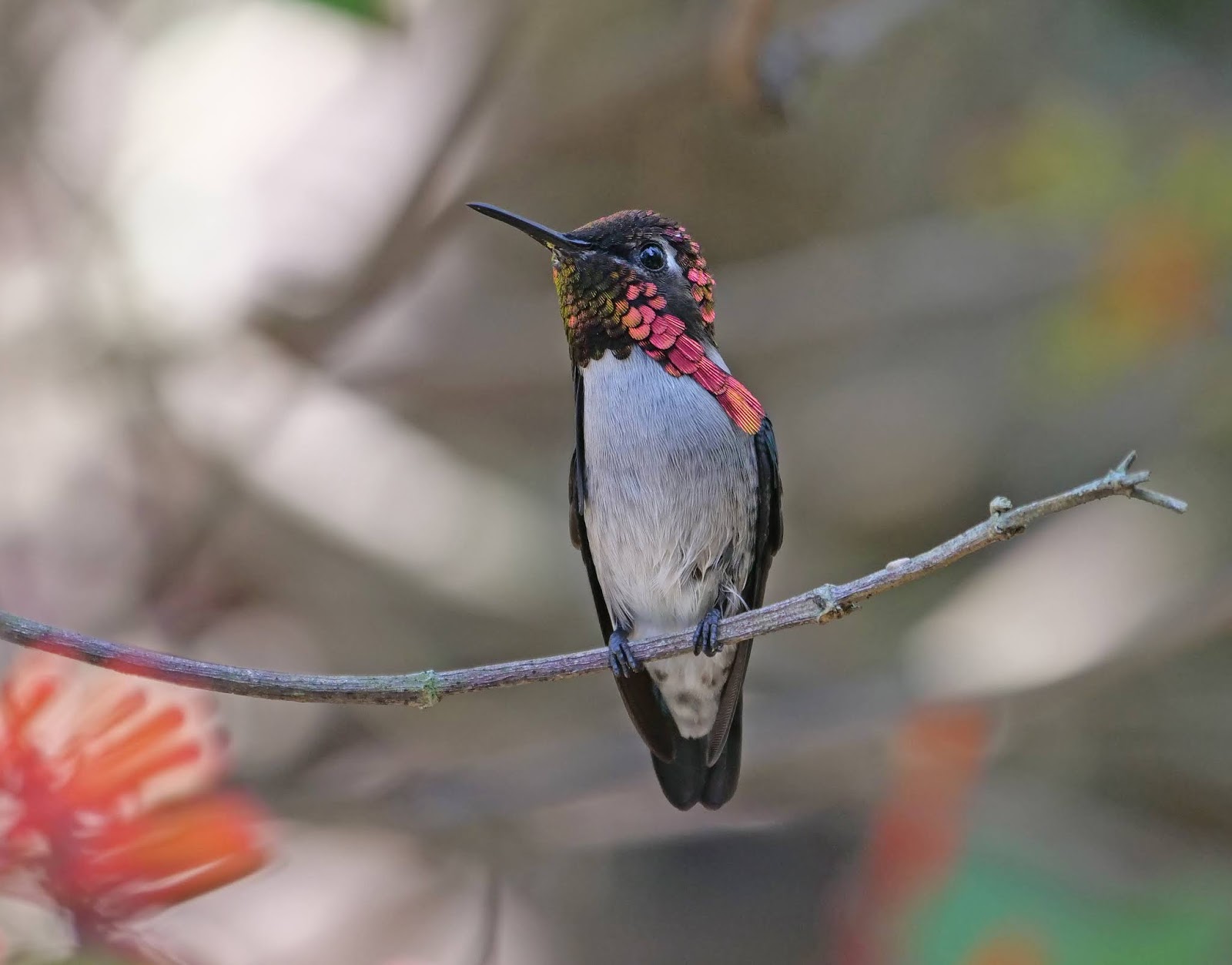 Nature in the Heart of England: Cuba: Bee Hummingbird