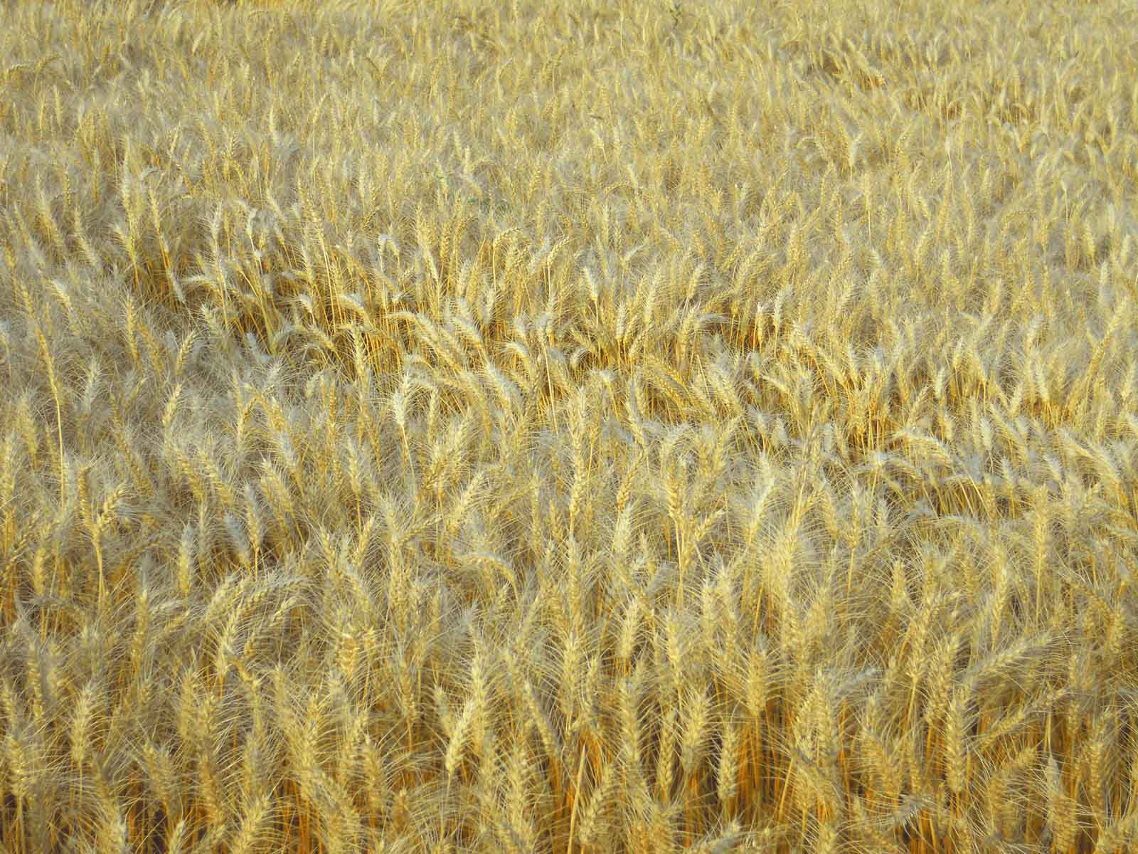 SMARTARC: E’ TEMPO DI MIETERE IL GRANO!