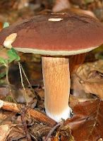 Все о грибах!: Польский гриб