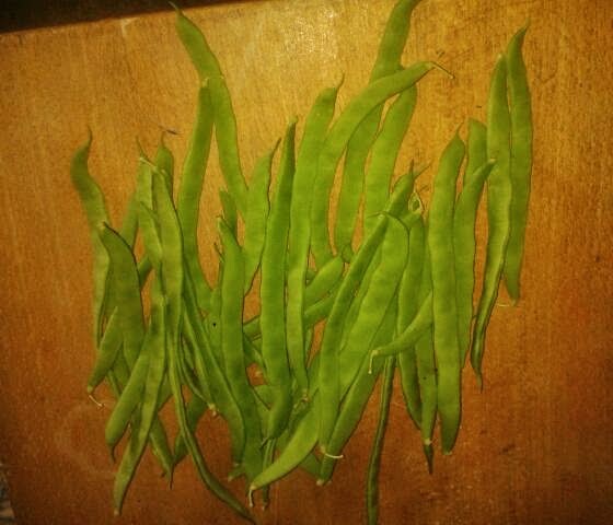 Aventuras en la Palma d´Ebre: EXITO ROTUNDO DE LAS JUDIAS DE CAJOL