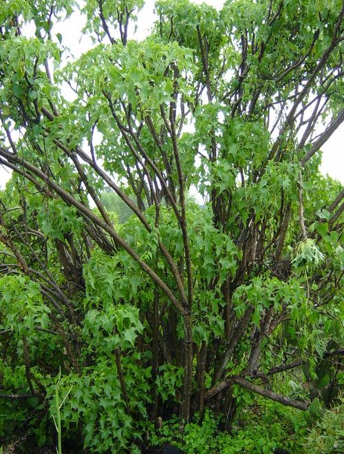 Así es Tlalpan: La Vegetación en Tlalpan
