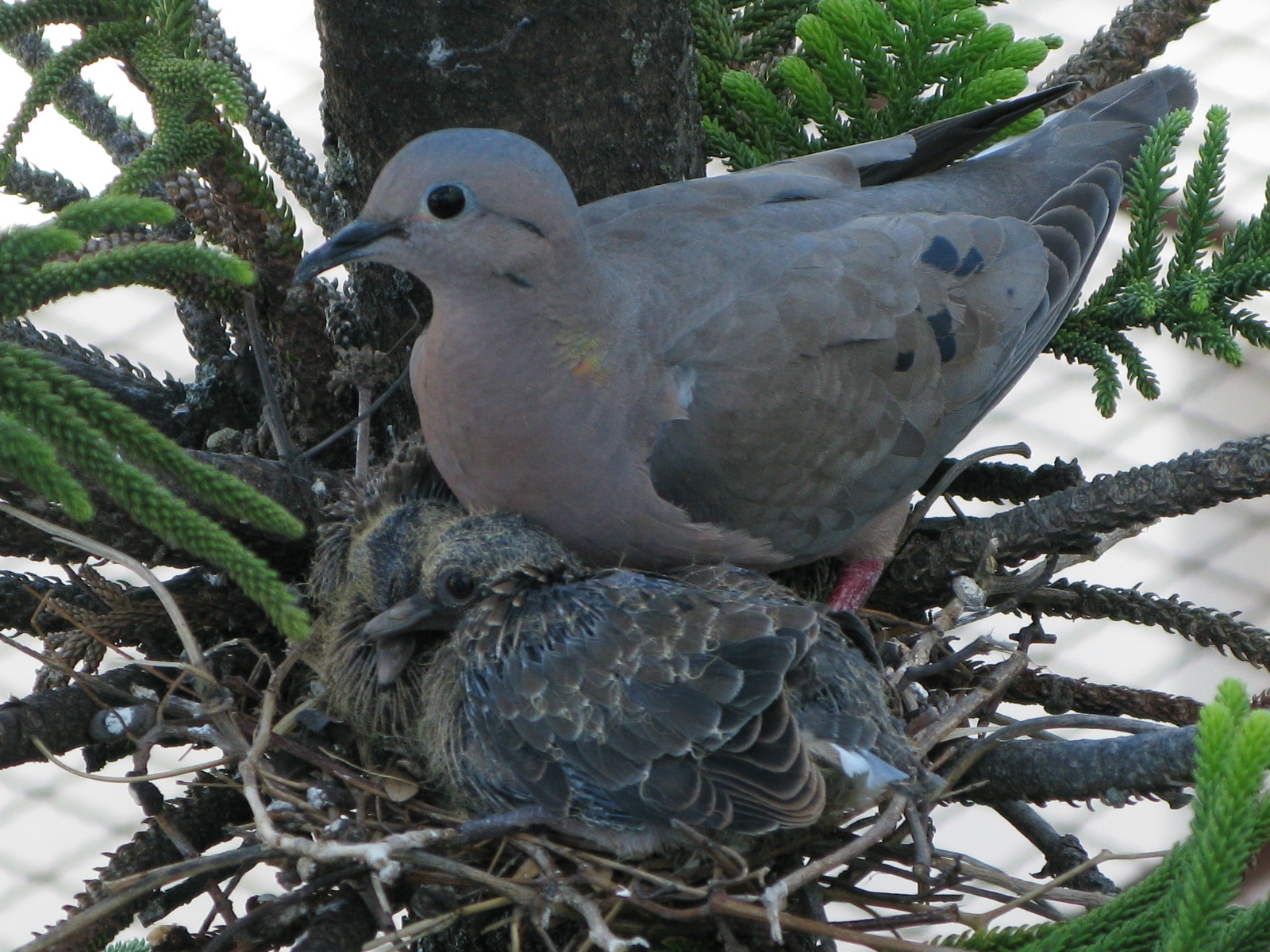 Diana Teran : EL ENCANTO de una MAMÁ AVE y sus BEBÉS – UNA PALOMA que ...