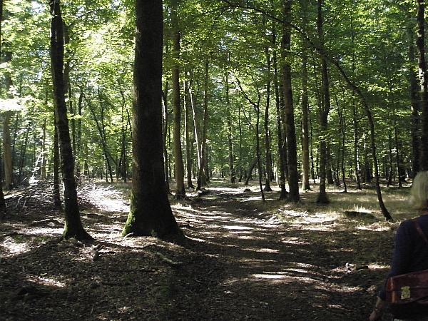 birding never sleeps: FRANCE September 2012: St. Valery-sur-Somme