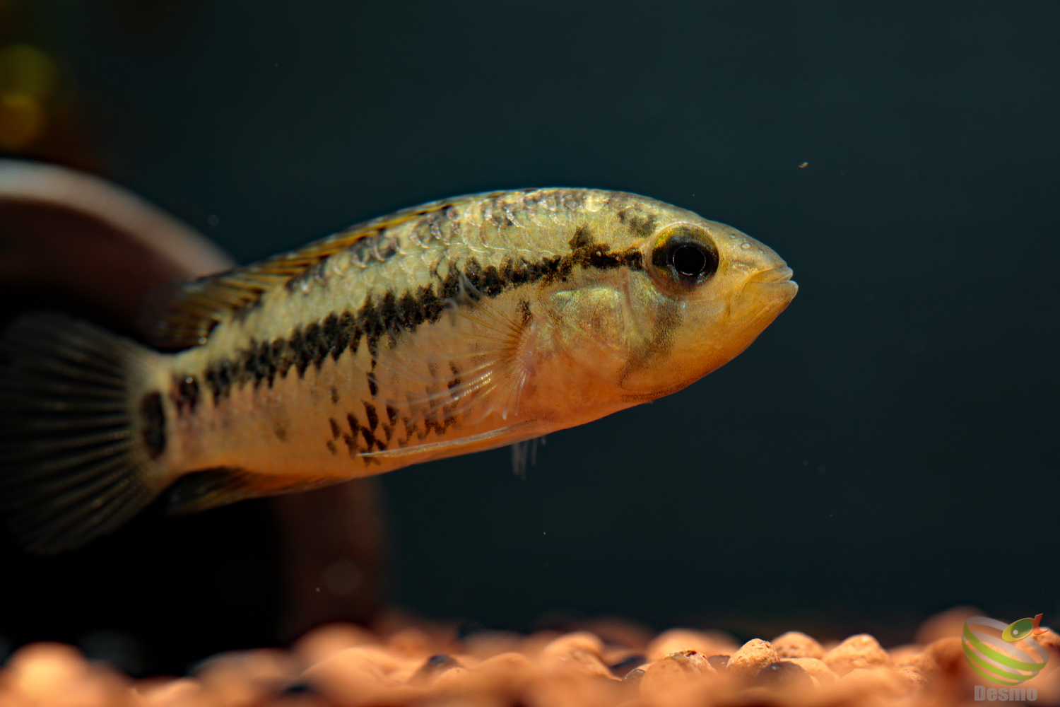 悩んで・・・エレエツカレタ | アピストグラマに魅せられて