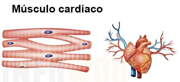 HISTO - EMBRIOLOGÍA : TEJIDO MUSCULAR CARDÍACO